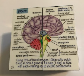 Cummins Life: Timberdoodle's Human Body Cube Review