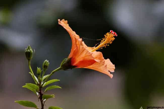 Health,Disease and Genetics: Gudhal flower – Medicinal value