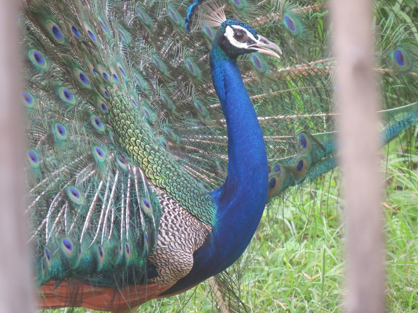 Birds in Delhi(India): Peacock