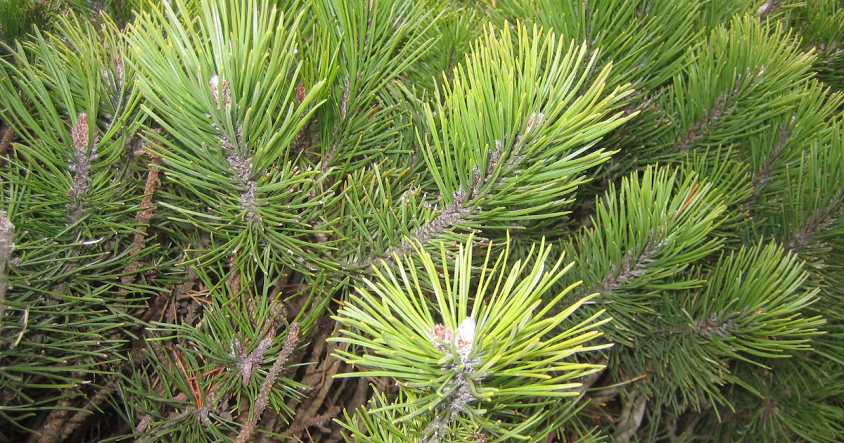 Hufrehe-Blog: Kiefern