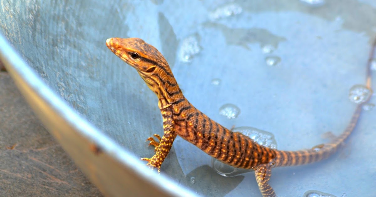 Desert monitor- صحرائی گوہ | Wildlife of Pakistan