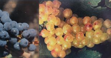 Principais Cepas (Uvas) ~ Blog Enofilia