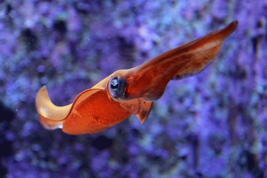 Our long way back to Germany: Okinawa Churaumi Aquarium