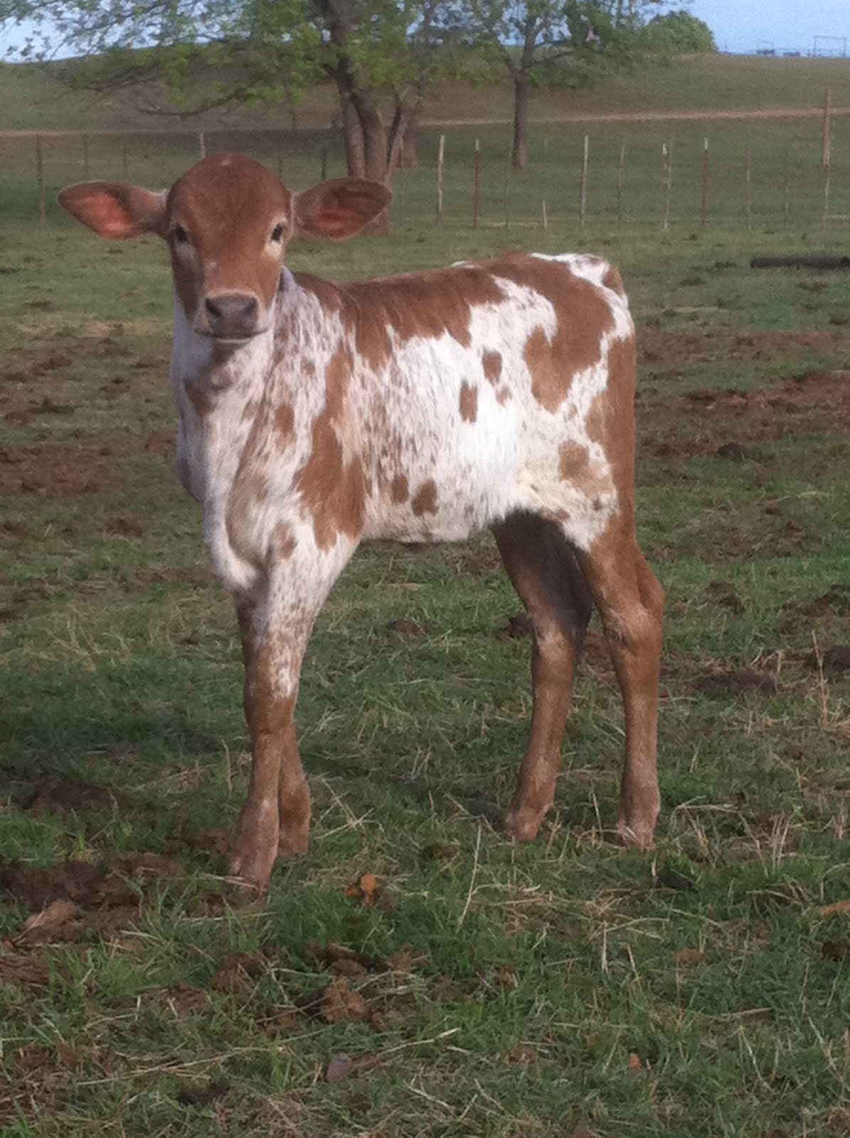 Rank: Bull Riding News: Breeder Profile: Bloyd Bucking Bulls