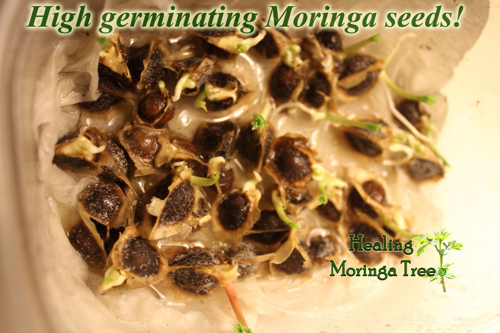 Healing Moringa Tree: High Germinating Moringa seeds,Organic