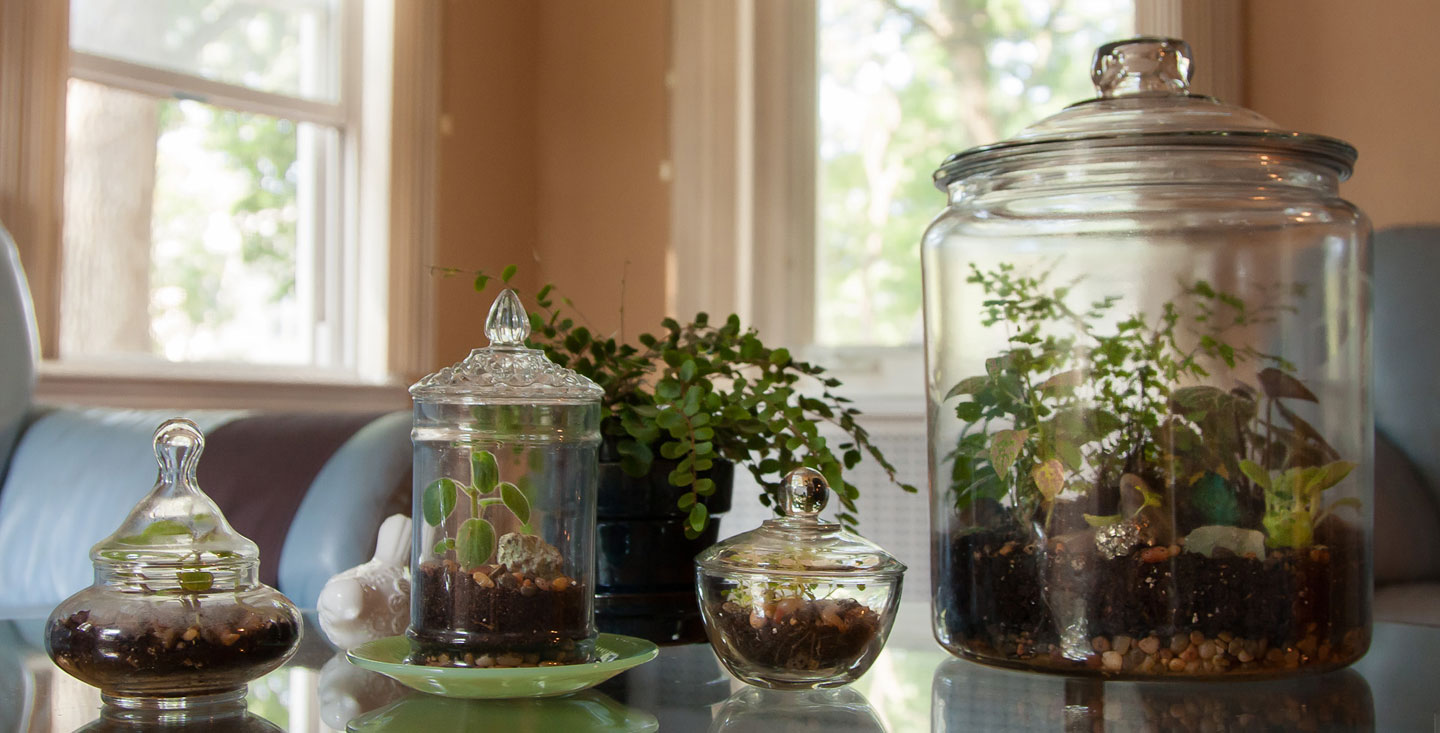 Terrarium Suitable For Ornamental And Education |MyRokan