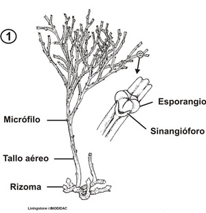 Embryophytas: Psilophyta