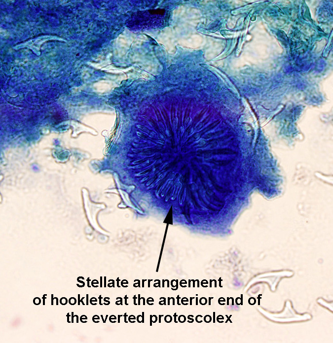 Creepy Dreadful Wonderful Parasites: June 2013