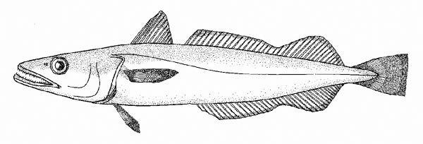 Argentina nativa: Merluza austral (Merluccius hubbsi)