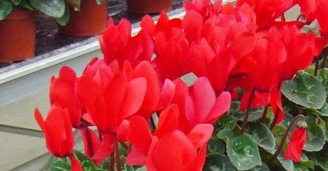 SIKLAMEN (Cyclamen) BAKIMI | Çiçek Bakımı, Çiçek Çeşitleri, Çiçek ...