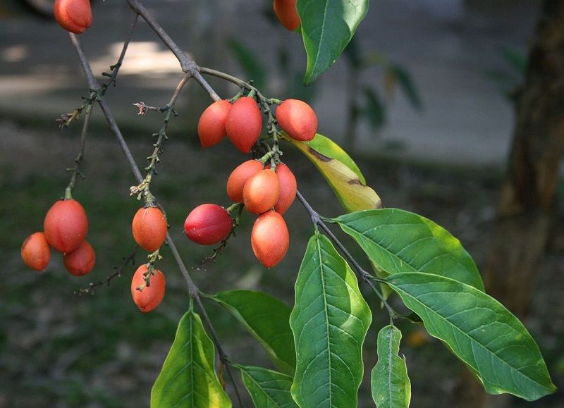 6 Nama Buah Dari Huruf U Dalam Bahasa Inggris Lengkap Dengan Gambar Dan ...