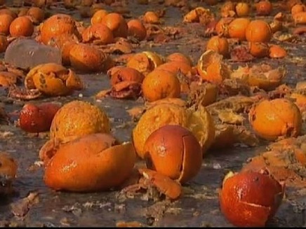 Kuweight 64: BATTLE OF ORANGES 2012 - ORANGE THROWING FESTIVAL IN ITALY