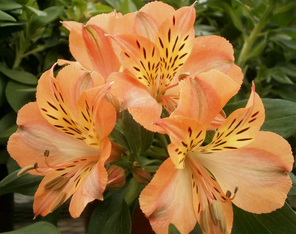 Flowering Petals: Alstroemeria