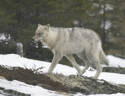 ERIPE LUPUS: LEARN ABOUT WOLVES AND LOVE WOLVES