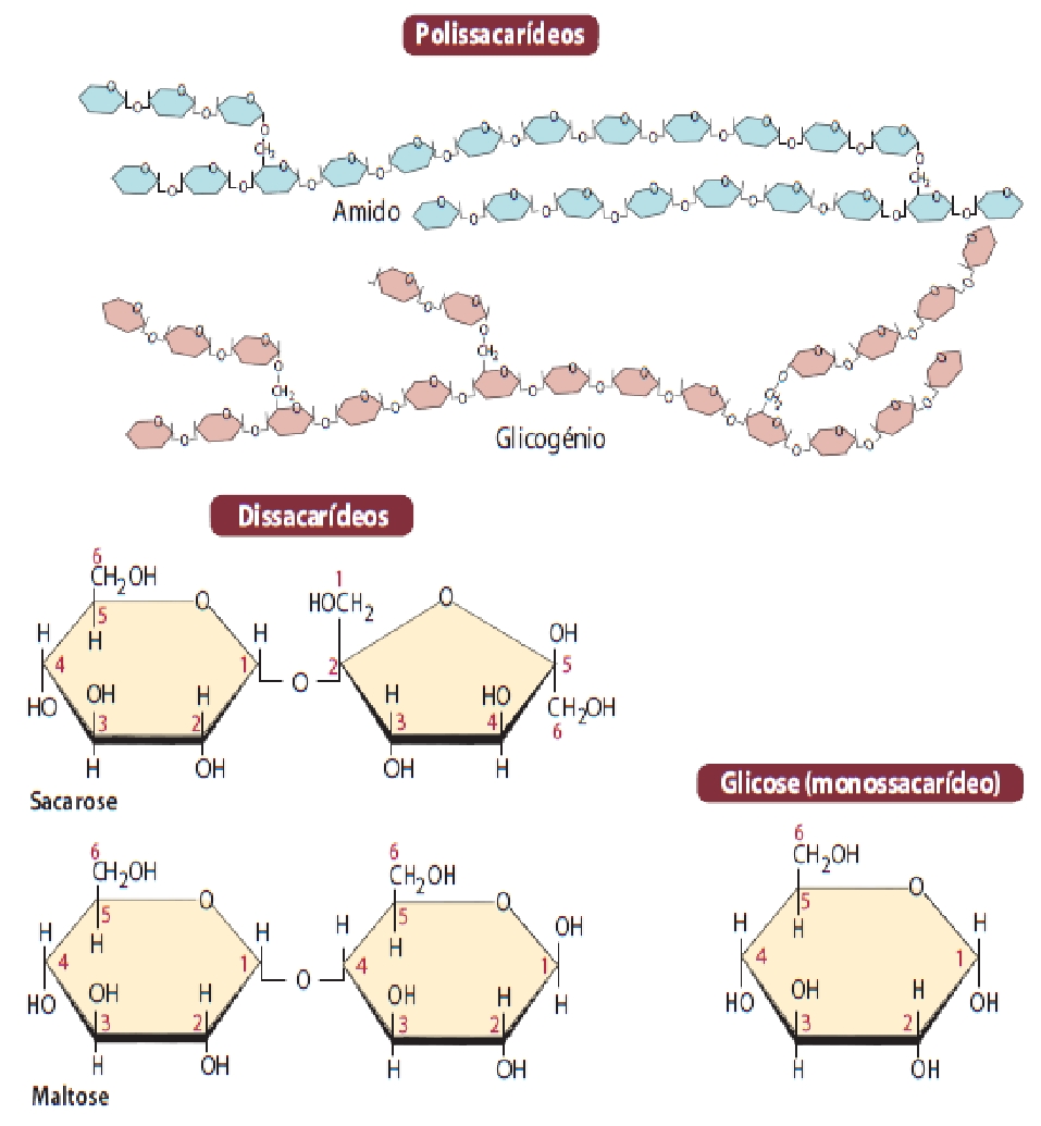 Biologia e Geologia ( e-portfólio ): Prótidos,Glícidos,Lípidos e Ácidos ...