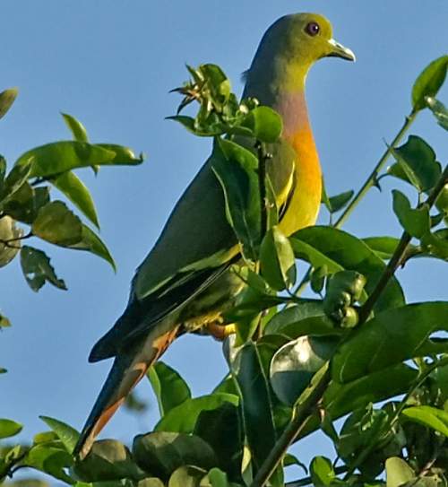 Orange-breasted green pigeon images | Birds of India | Bird World