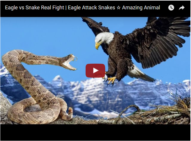 Eagle vs Snake Real Fight | Eagle Attack Snakes ☆ Amazing Animal - News ...