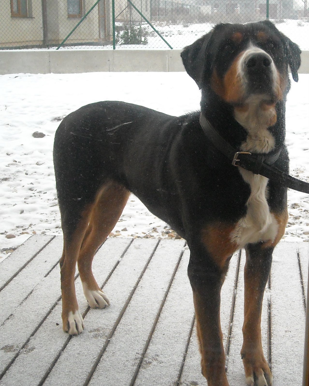 CZAKTUALNE: Velký švýcarský salašnický pes