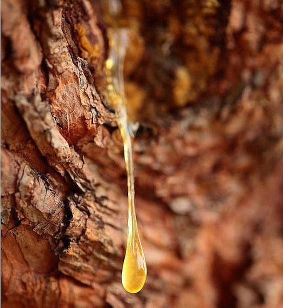 Blog do Prado: Plástico biodegradável é criado a partir de seiva de árvore