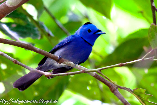SOUTH EAST ASIA BIRDS - Malaysia birds paradise: Black-naped Monarch ...