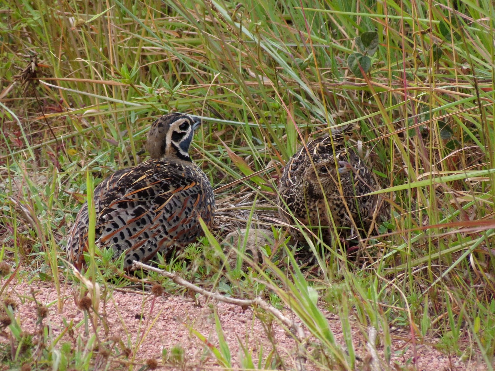 On the road: Ocellated Quail