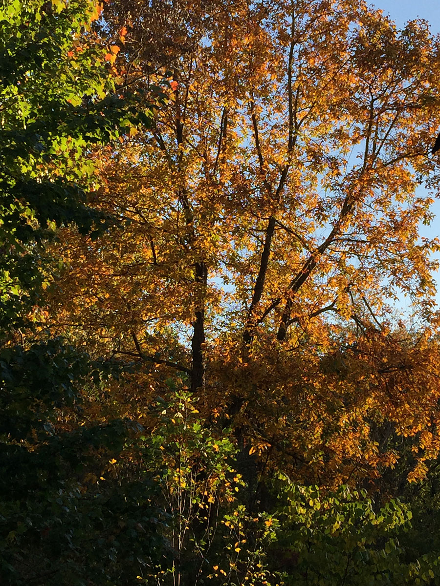 A luminous hickory