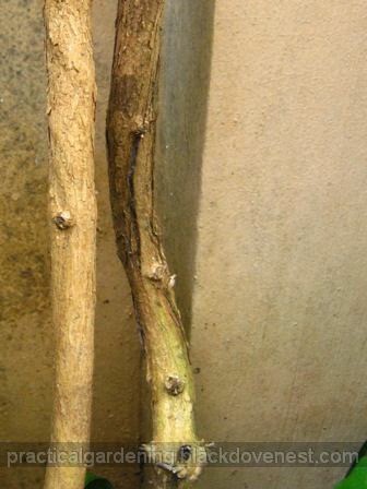 Practical Gardening: Rangoon Creeper (Quisqualis indica) Growing in an ...