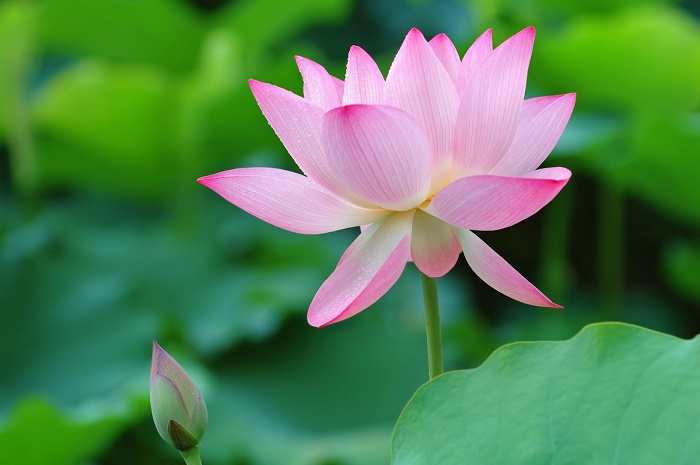 Nature Through My Cam: Indian Lotus : National Flower of India