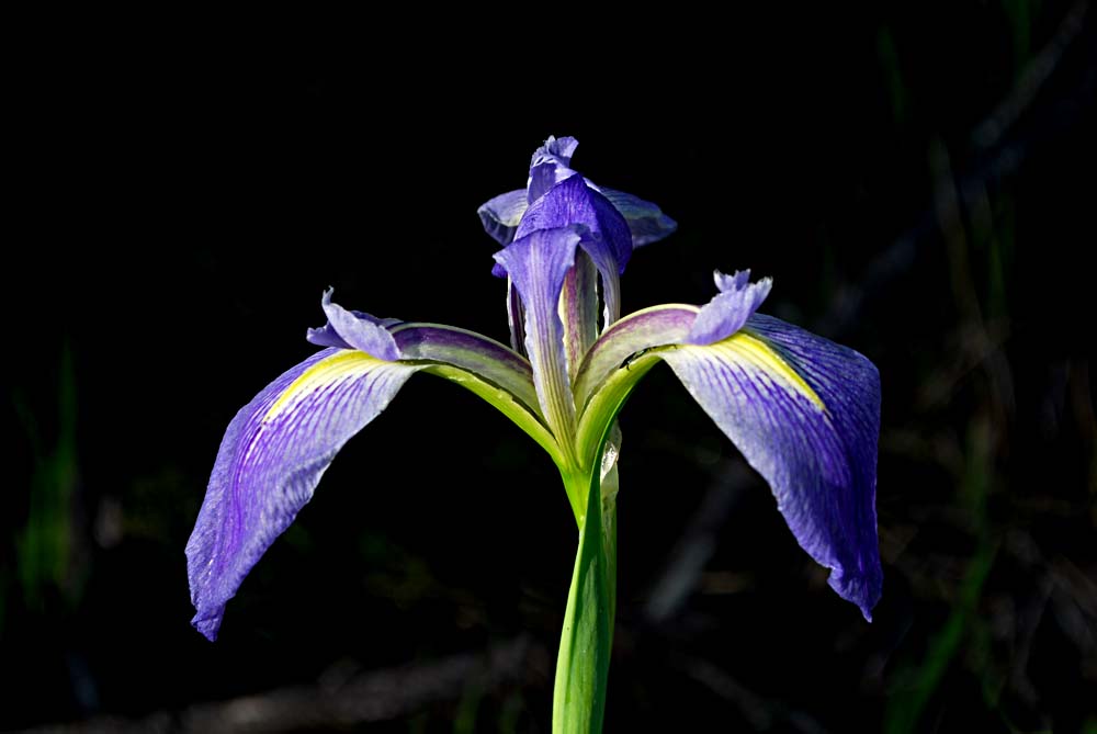 Space Coast Wildflowers: Wildflower Portraits