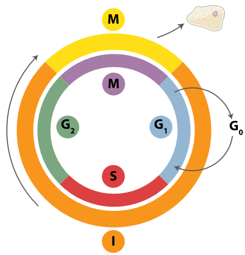 Biology Helper: Phases of the Cell Cycle, Interphase and Mitosis