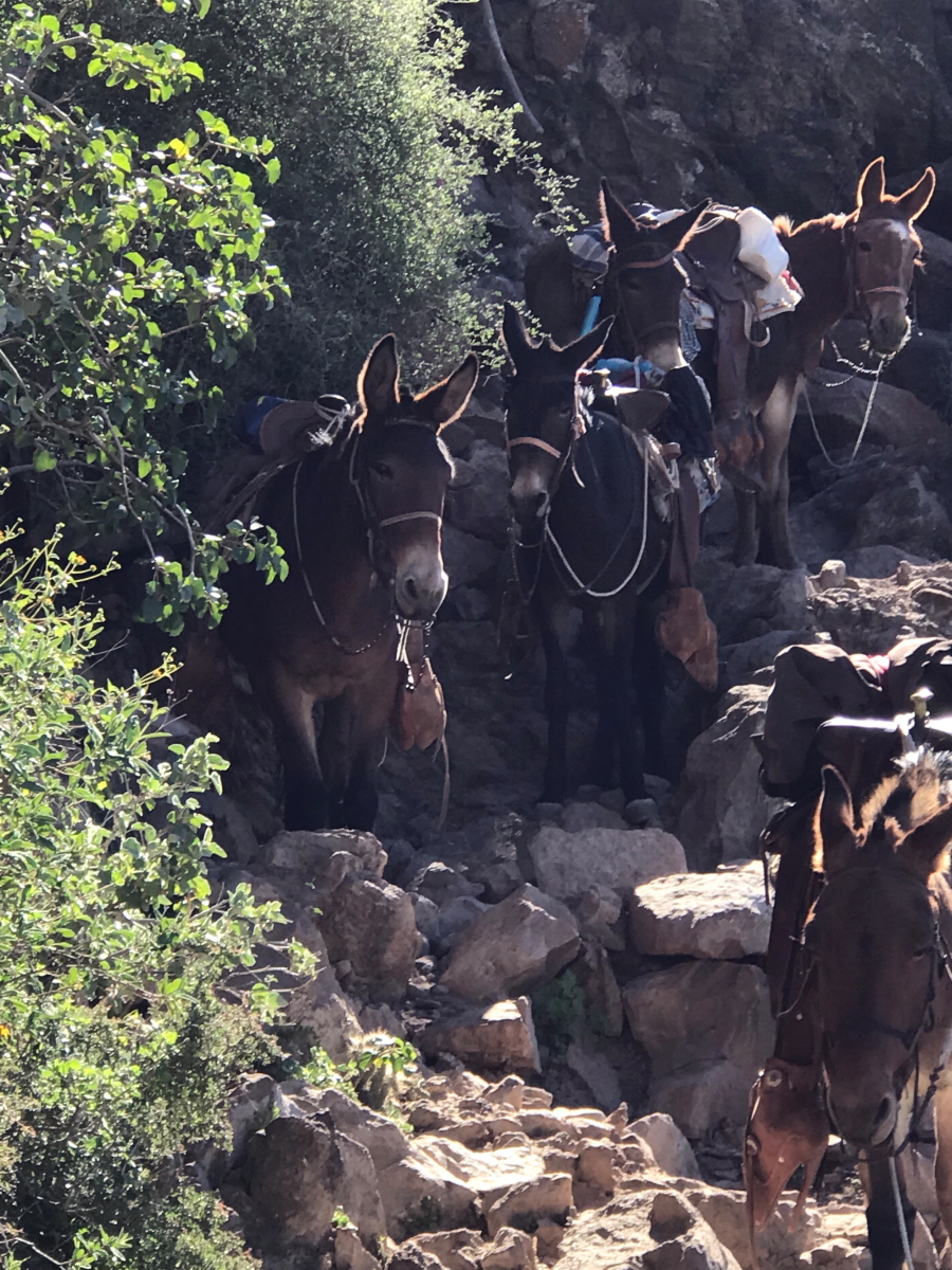 Earthly Musings - My Travel and Geology Blog: A Six-Day Mule Trip to ...