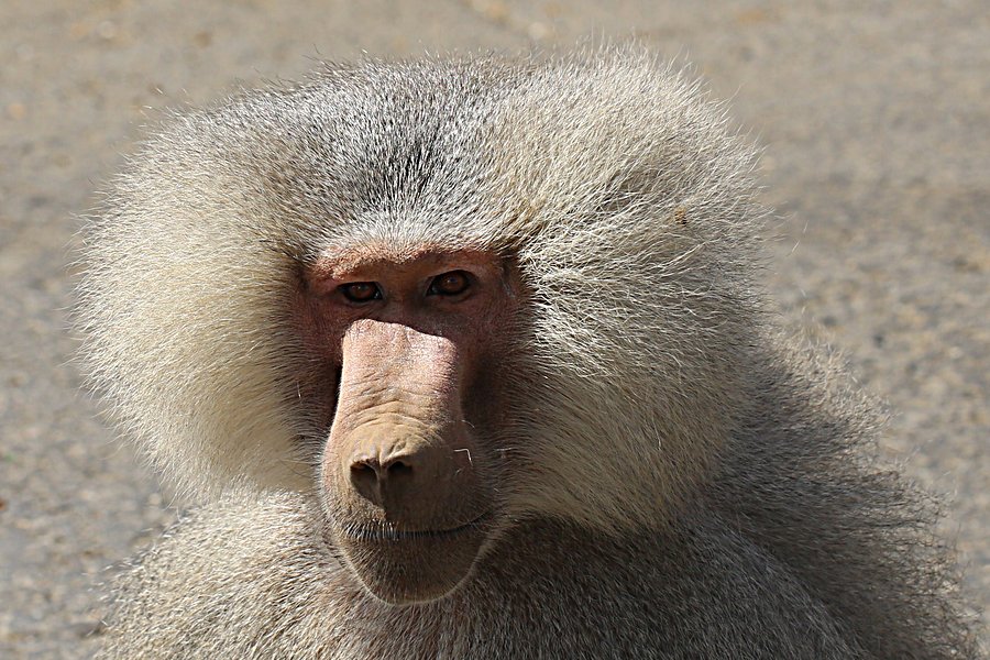 Birds of Saudi Arabia: Hamadryas Baboon - Baha