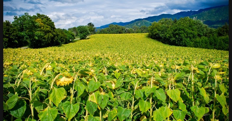 Briç Oyunu: Puppet Stayman