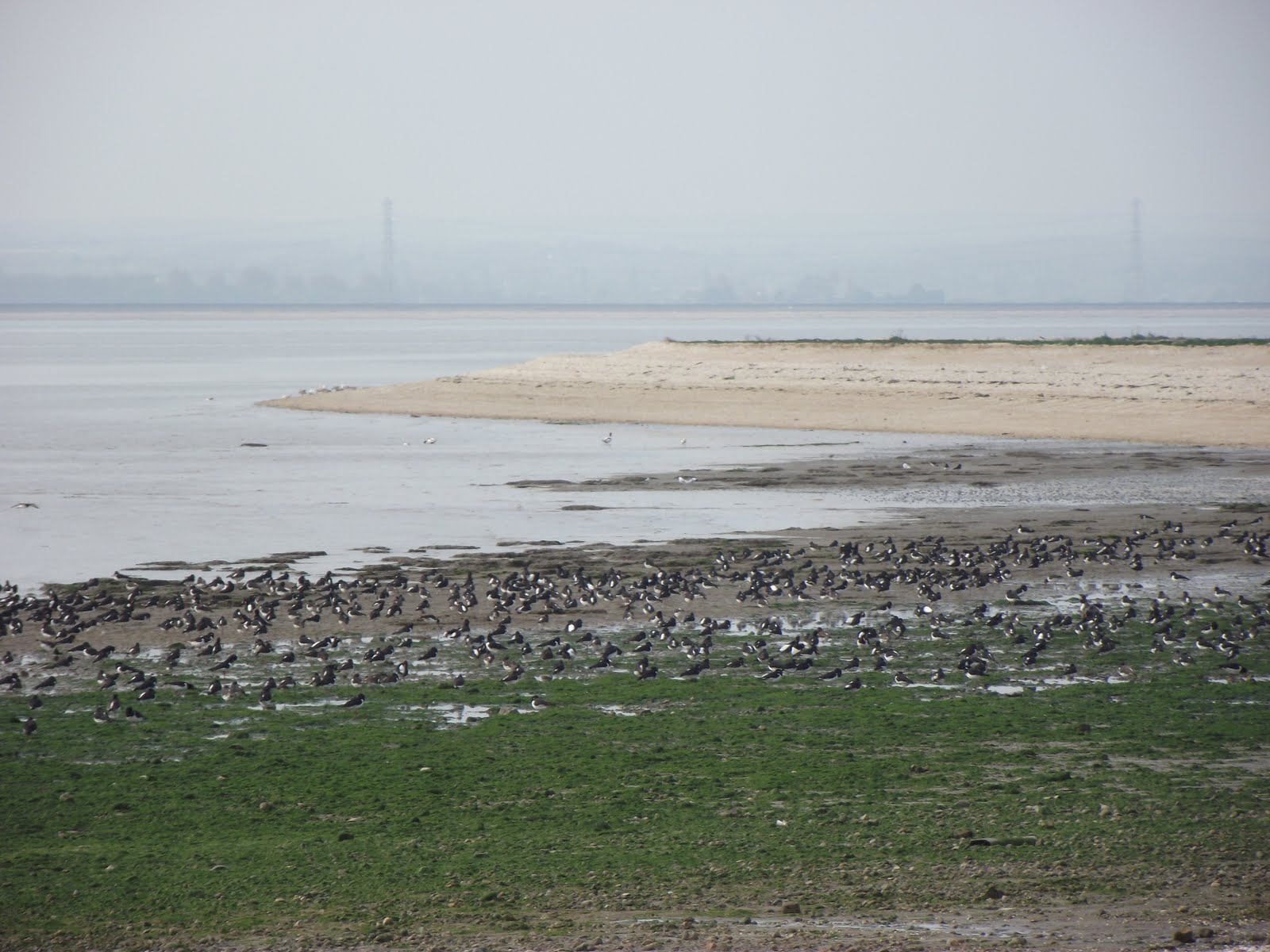 LETTERS FROM SHEPPEY: Shellness Sunshine