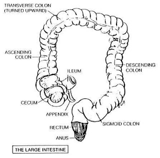 All about FIST: Fisting & Anatomy: the Colon...