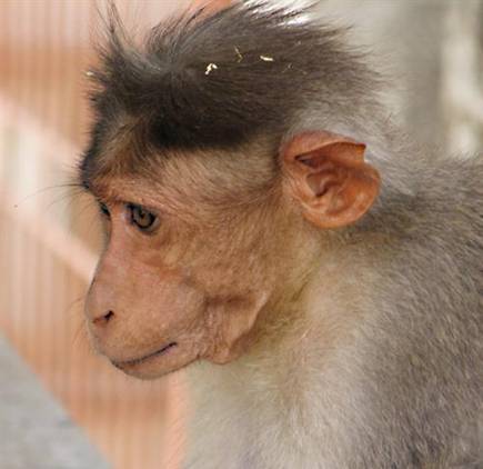 99 WOW: Men Mimic Monkeys Hairstyleالرجال يقلدون تسريحات شعر القرود