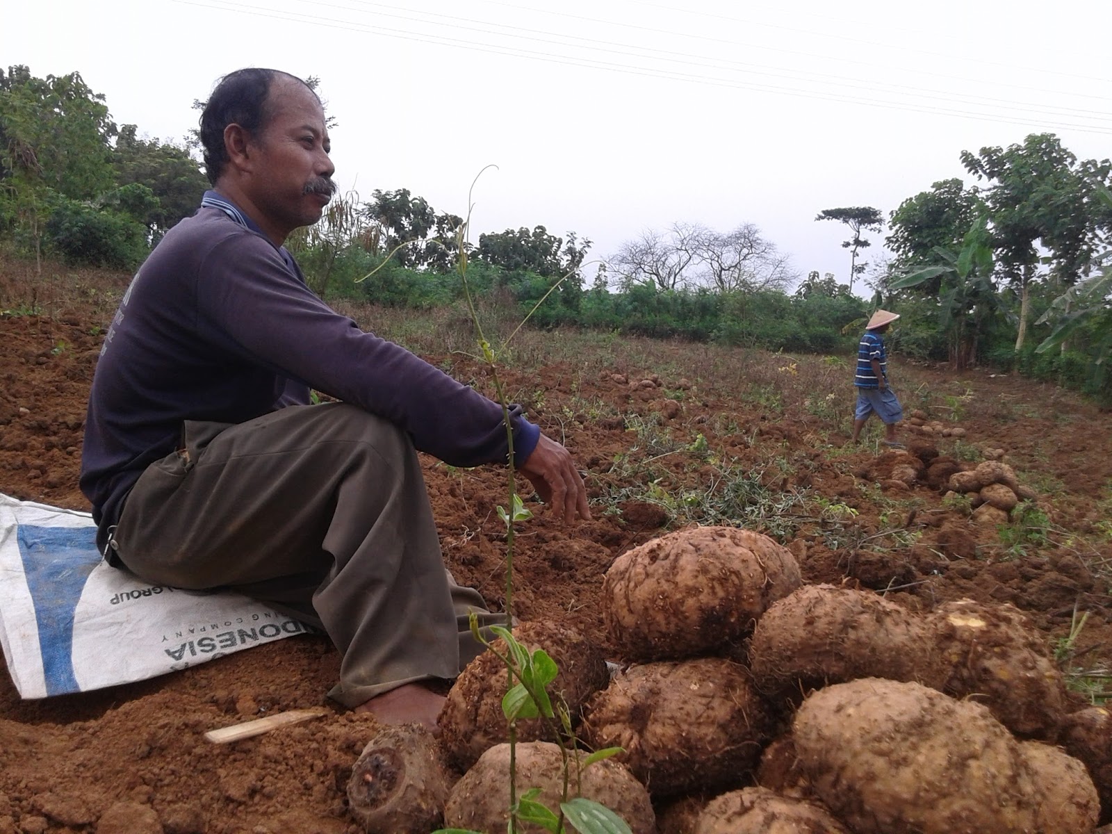 Jual bibit porang: Jual bibit porang Jual bibit porang: Jual bibit porang