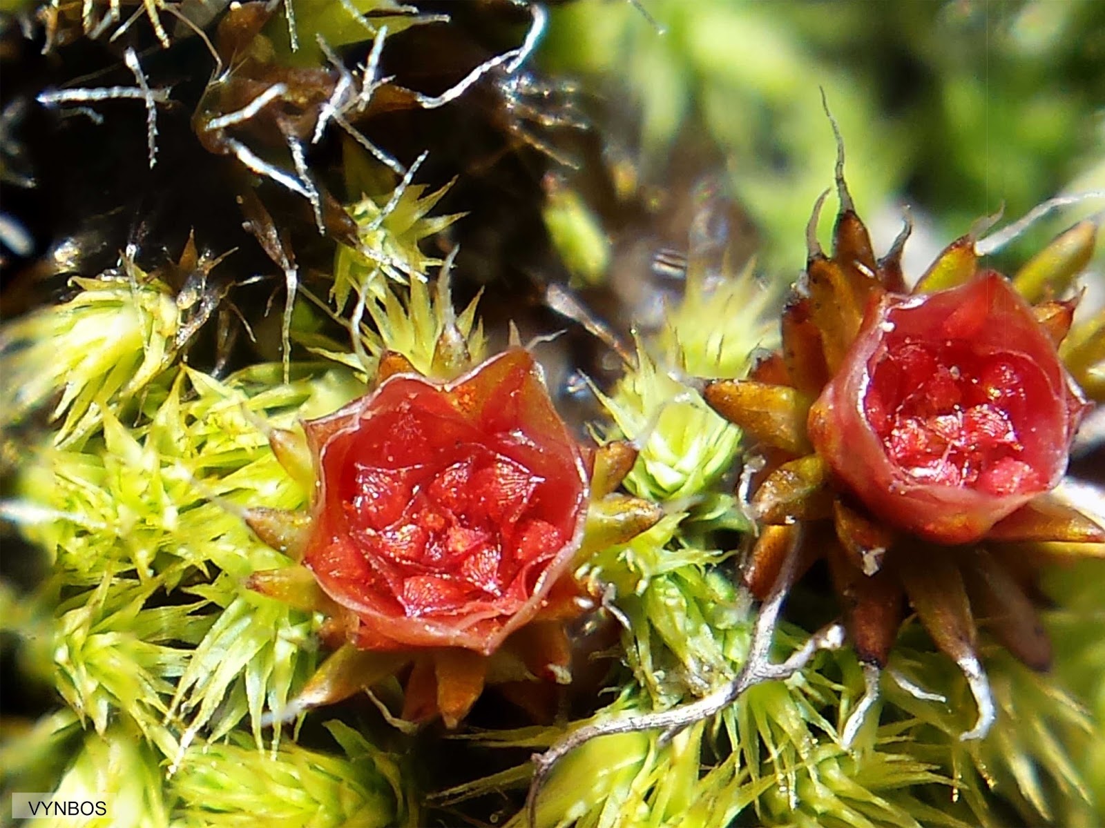 Learning about Biodiversity: Bryophyte life cycle