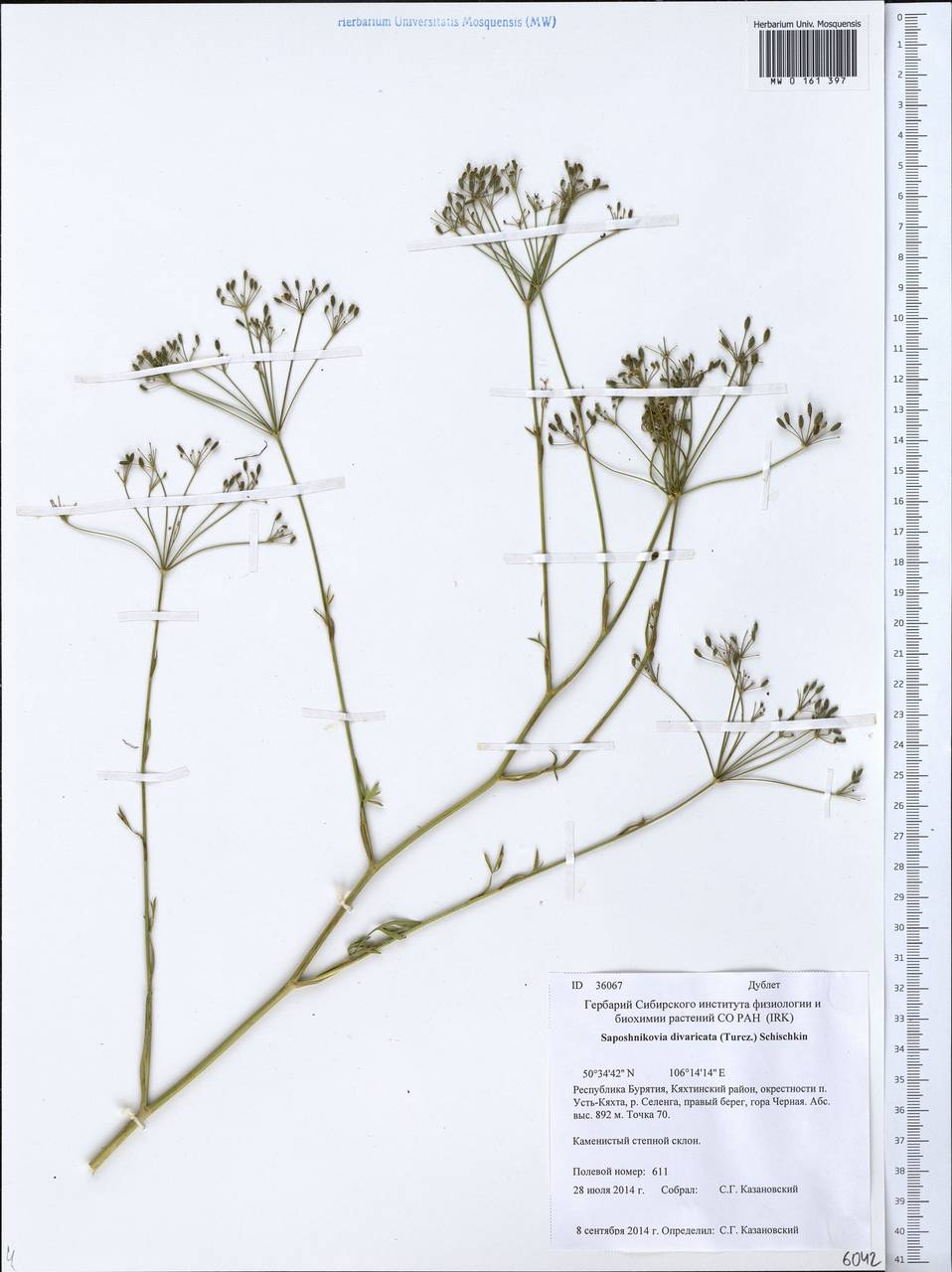 Всё о бегониях и не только...: Сапожниковия растопыренная ...