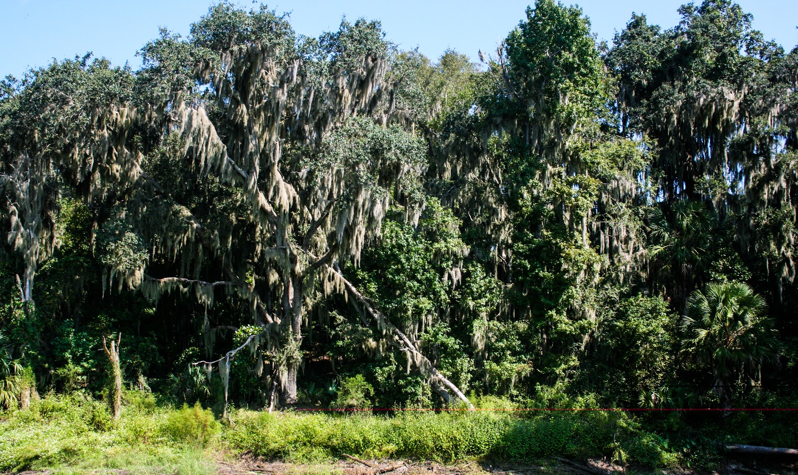 Walking Arizona: In a Florida Swamp