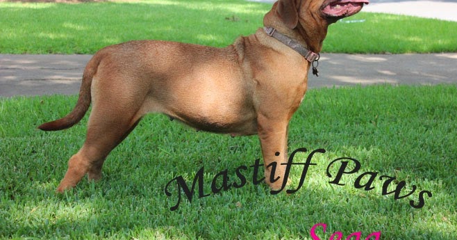 Mastiff Paws: Females
