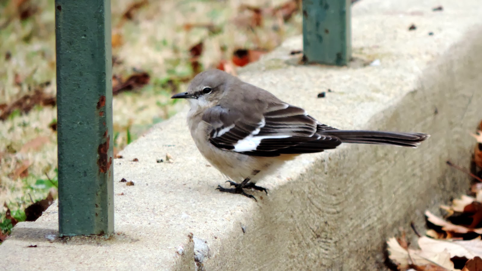 The Glebe Blog: The Glebe in the USA 2013 - Memphis - Downtown and ...