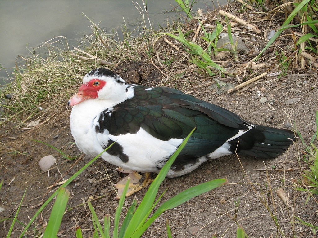 cara budidaya entok modern cepat untung - Ruang Budidaya