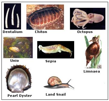 WELCOME TO AMOAH JEHOSHAPHAT'S BLOG: CHARACTERISTICS OF THE PHYLUM MOLLUSCA