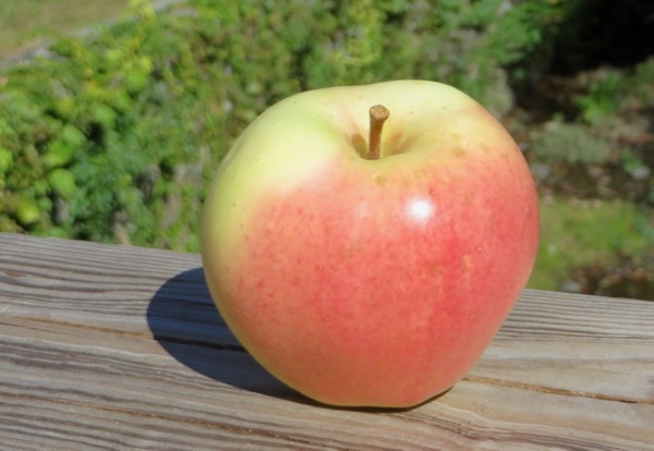 Criterion ** - Adam's Apples