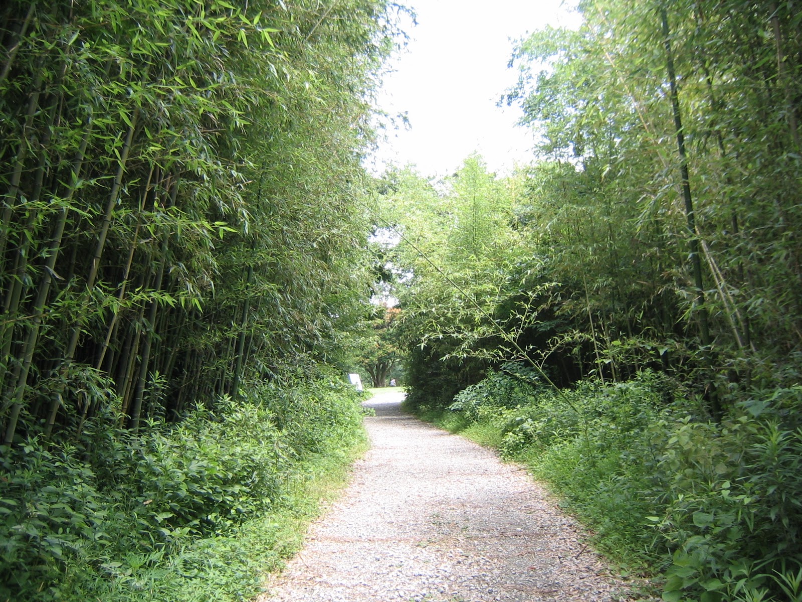 Adventure in Yokohama Citizen Forest: Unintended Consequences: Forest ...