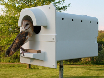I can totally make that: Wishlist Wednesday: an owl box