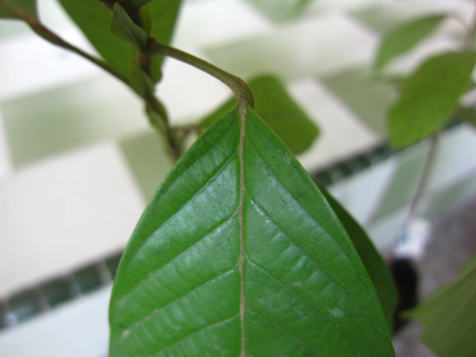 Dari Hutan ke Bandar...: KENALI BENIH POKOK MERANTI @ 1