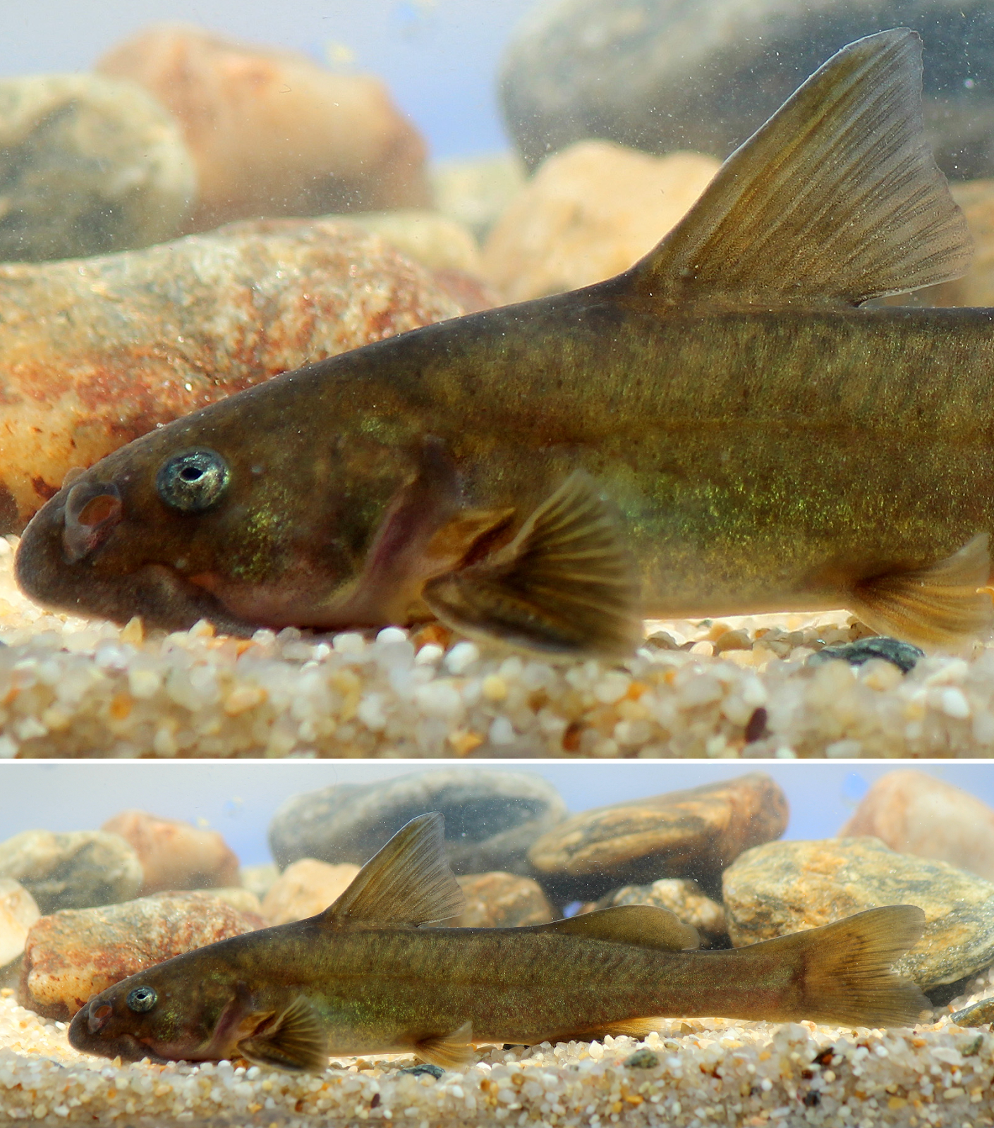 Species New to Science: [Ichthyology • 2017] Understanding ...