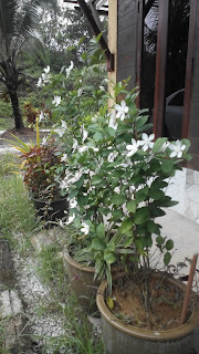 rizalbrahem: Pokok Renek Di Malaysia